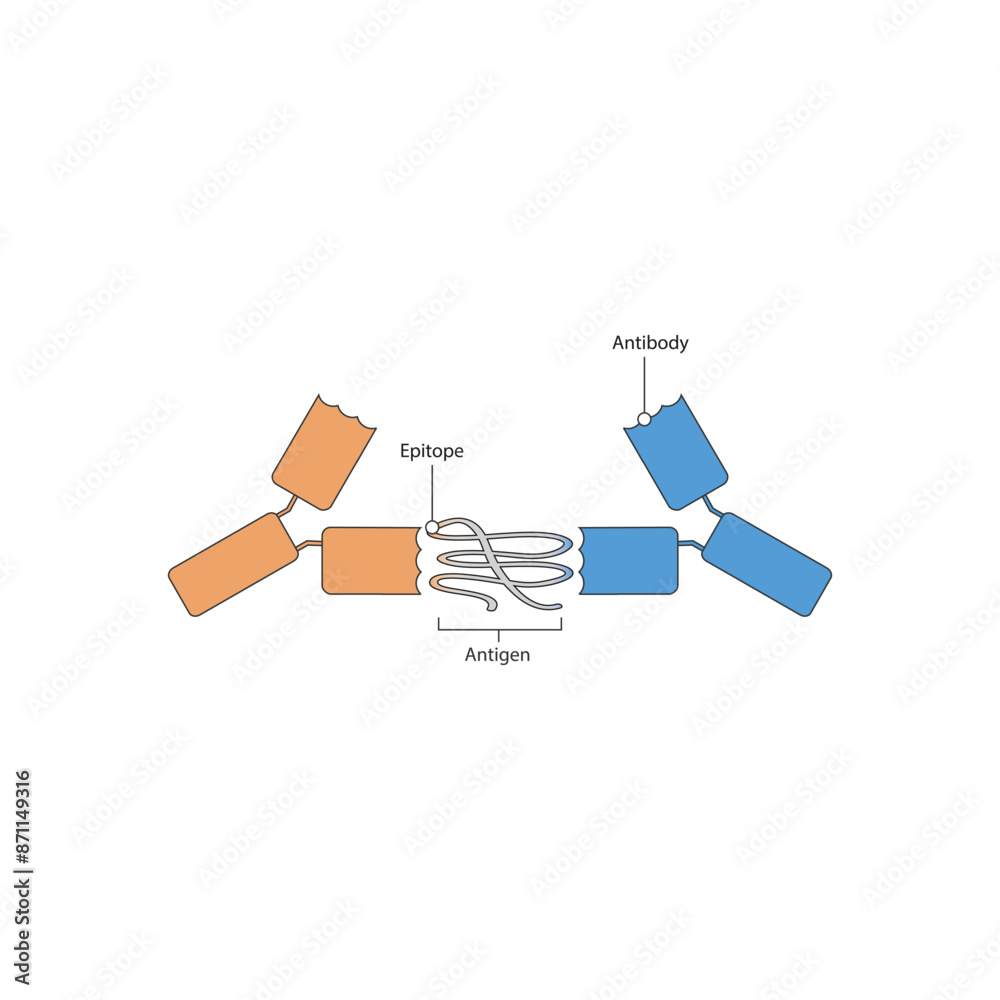Diagram of antigen, antibody, epotope complex - component of immune ...
