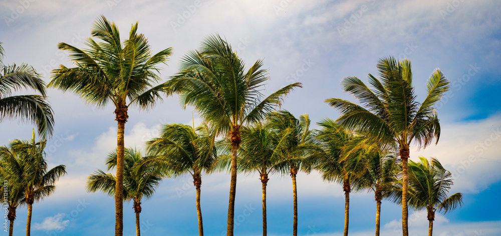 Summer vacation in Miami south beach, Florida. Palm tree of California ...