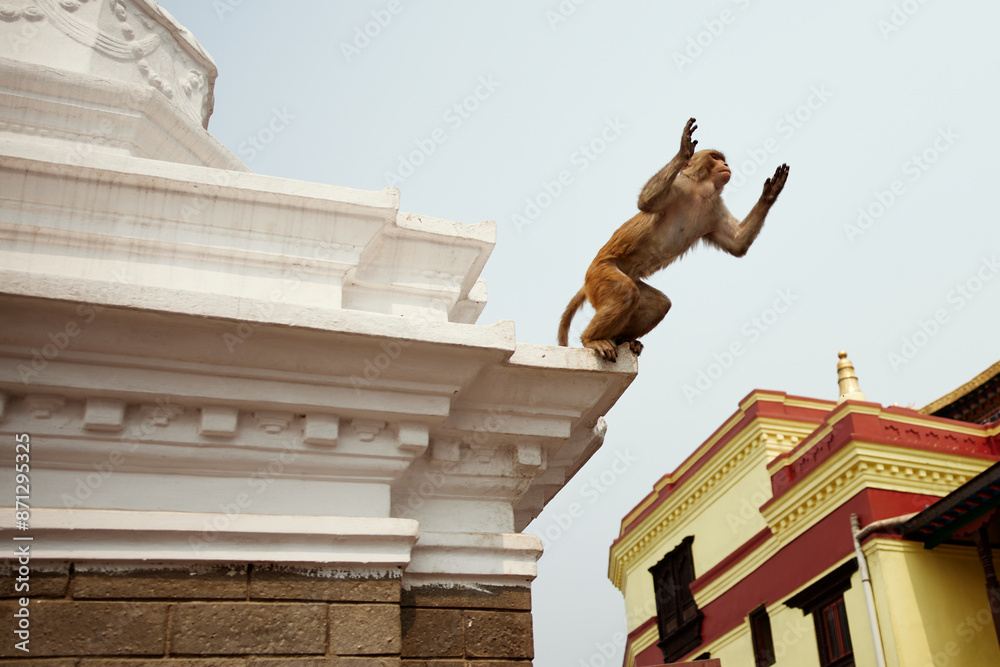 nepalese monkey jumping from a temple roof Stock Photo | Adobe Stock