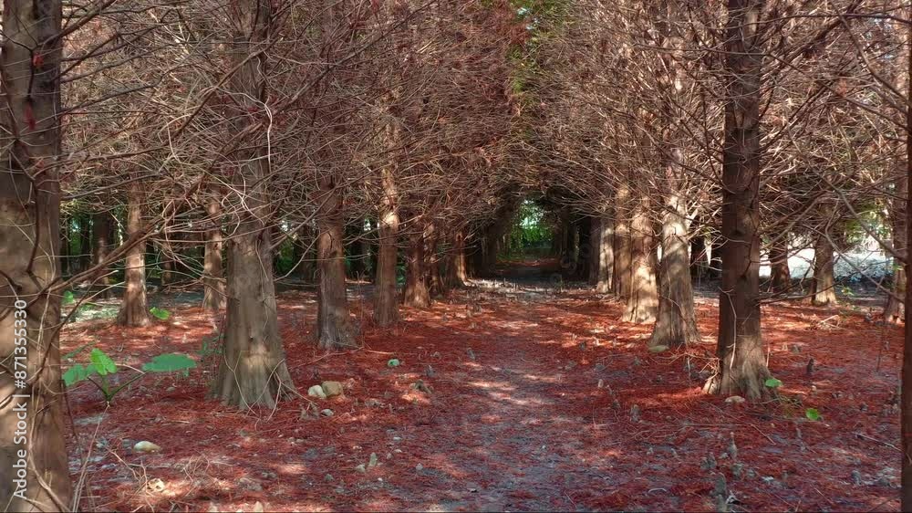 Low reverse flyover a tranquil forest path lined with Bald Cypress ...