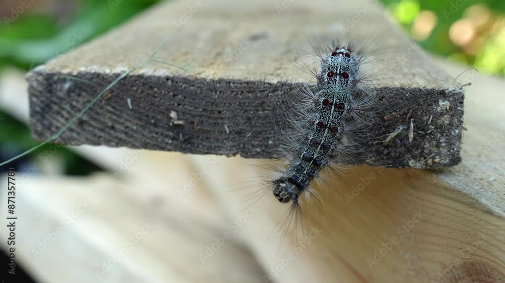 Sponge moth caterpillar crawls on a wooden board (Lymantria dispar ...