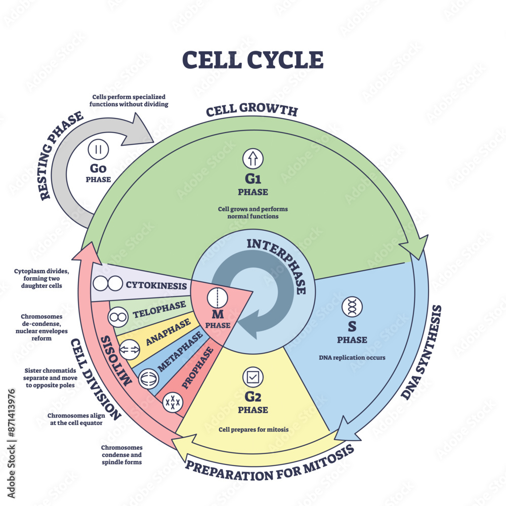 Poster Cell cycle, growth, mitosis, synthesis and division stages ...