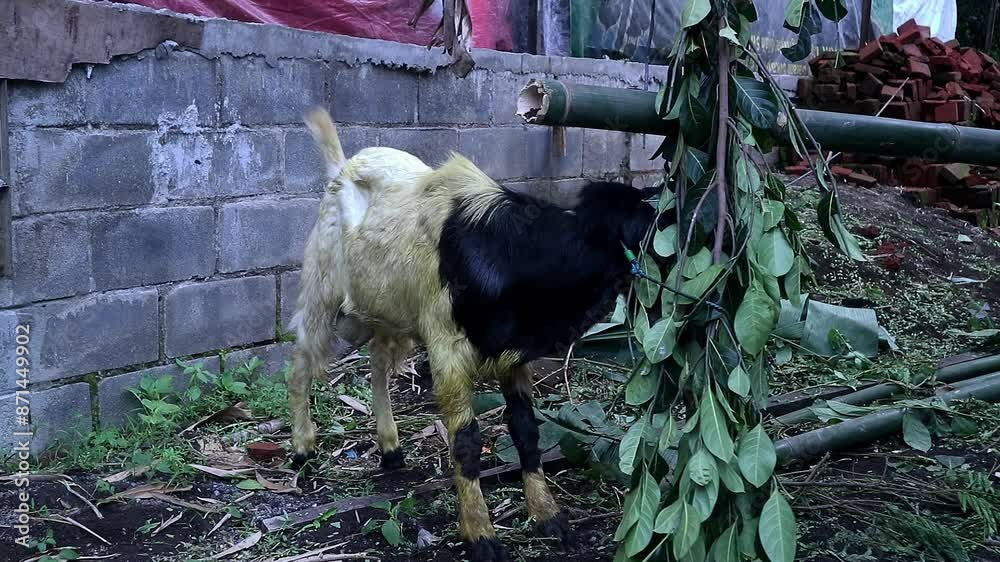 Goat (kambing qurban) for the slaughter preparation of sacrifices on ...