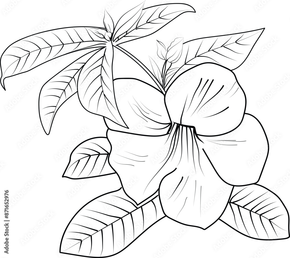 Allamanda cathartica pencil art, Black and white outline vector ...