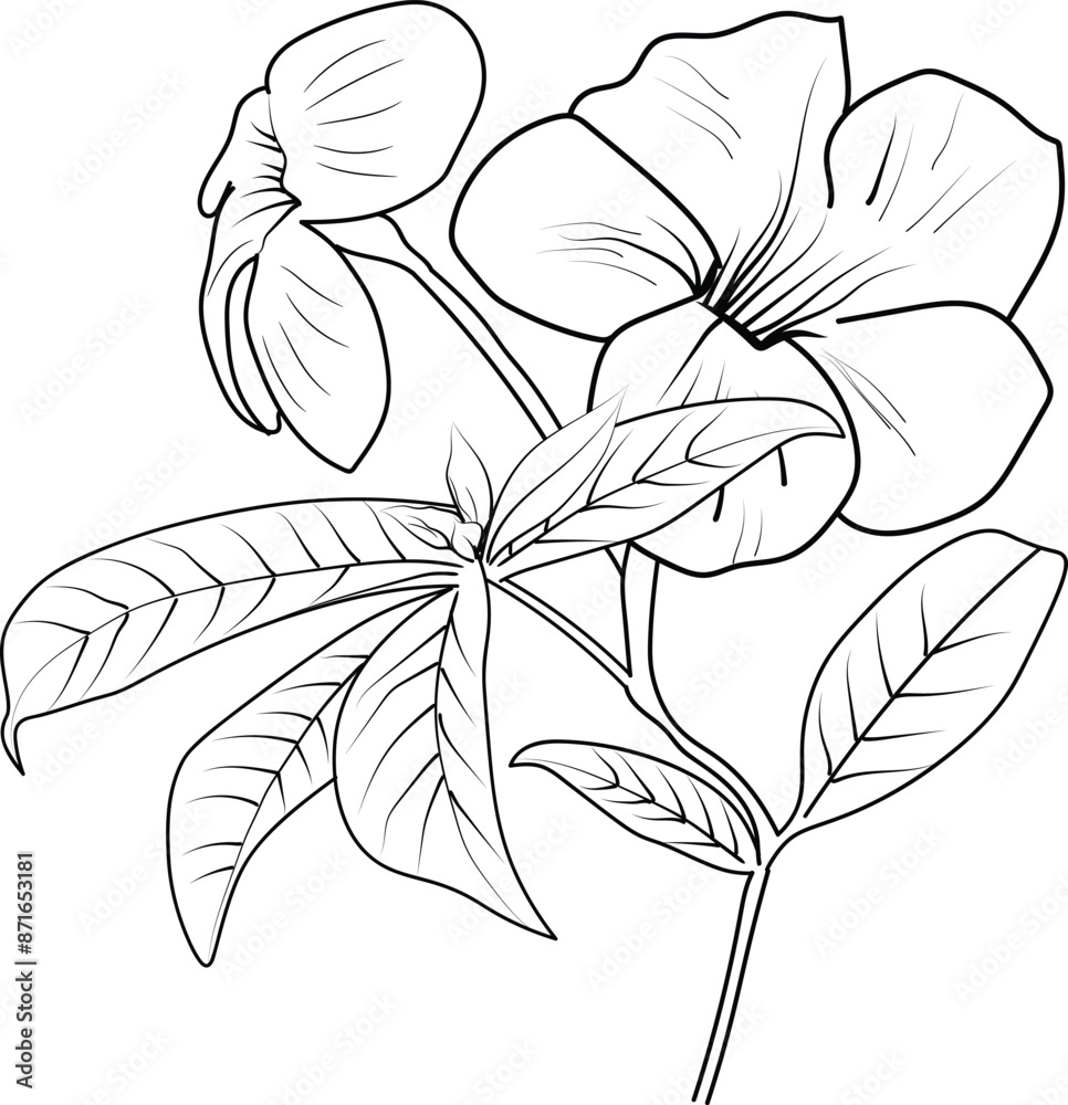 Vector sketch of flowers, Allamanda cathartica line drawings, hand ...