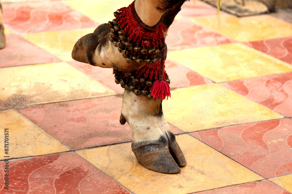 sankranthi cow traditional wearing salangai for legs Stock Photo ...