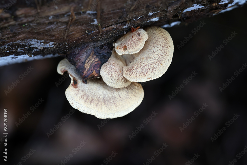 Panellus stipticus, commonly known as the bitter oyster, astringent ...