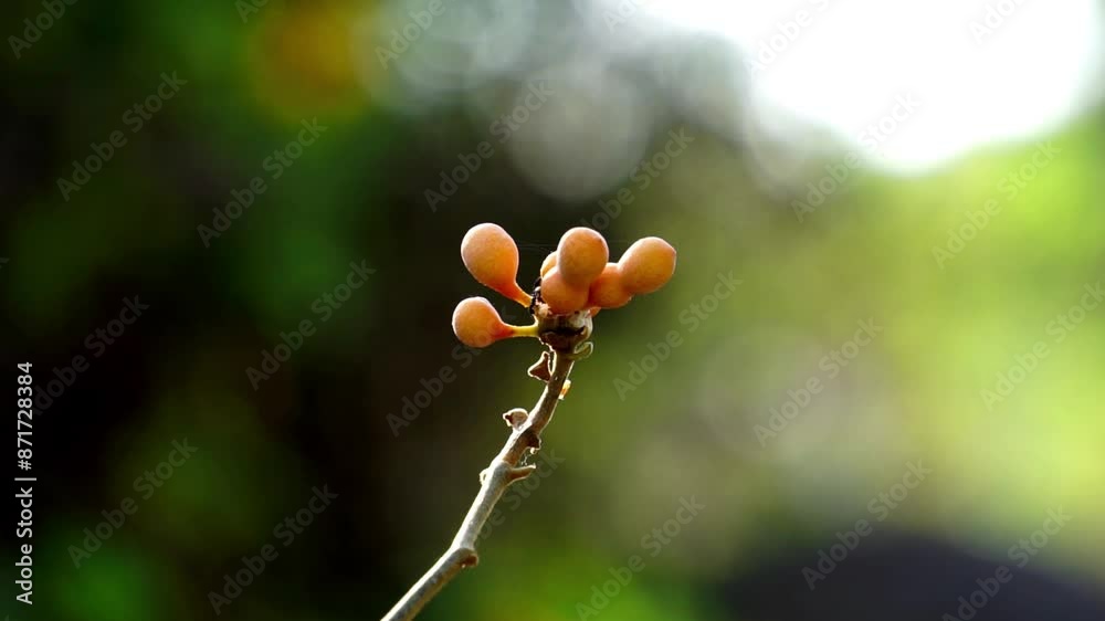 Uvaria rufa (susung kalabaw, Carabao teats, Torres Strait scrambler ...