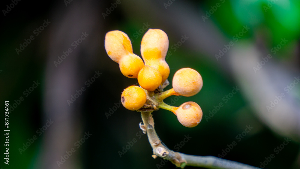 Uvaria rufa (susung kalabaw, Carabao teats, Torres Strait scrambler ...