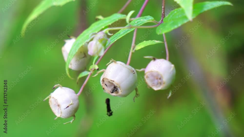 Vaccinium corymbosum (northern highbush blueberry, blue huckleberry ...