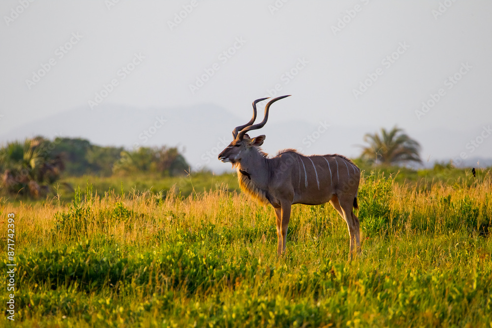 Kudus is two species of antelope of the genus Tragelaphus: Small kudu ...