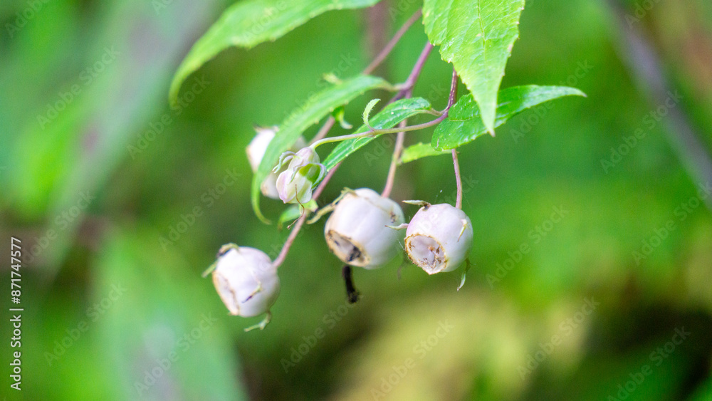Vaccinium corymbosum (northern highbush blueberry, blue huckleberry ...