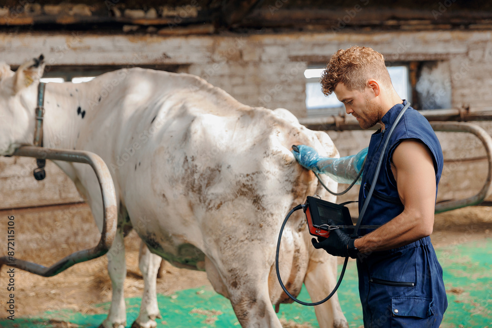 Foto de Veterinarian man with ultrasound device checking if cow is ...