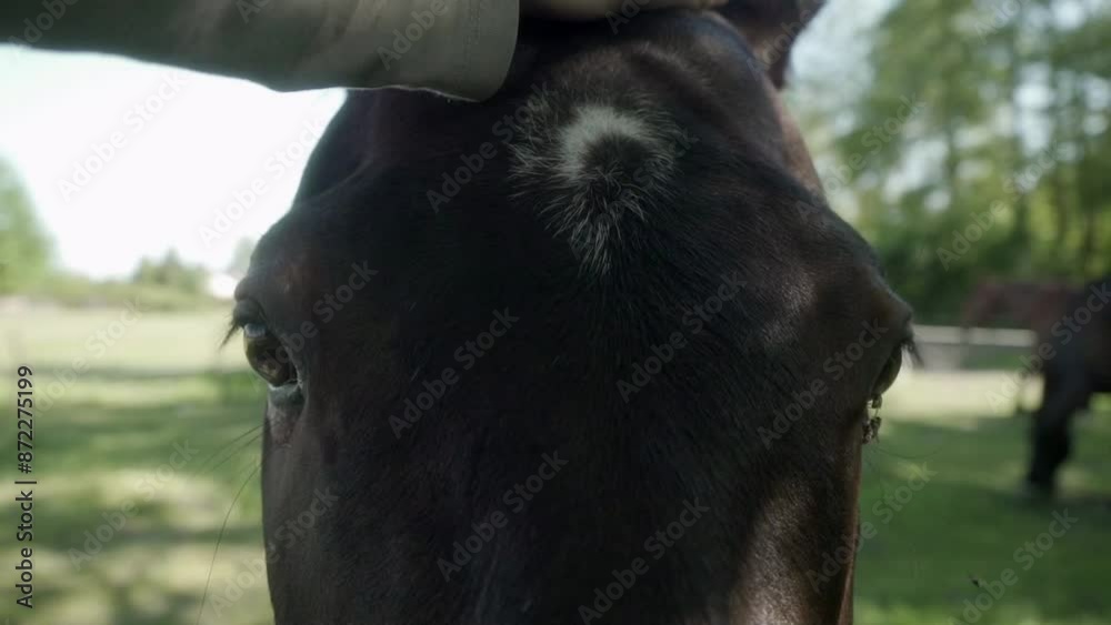 A man pets a horse on the head with his hand. First-person view. The ...
