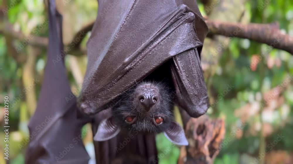 Giant fruit bats or large flying foxes - Pteropus vampyrus, Pteropus ...