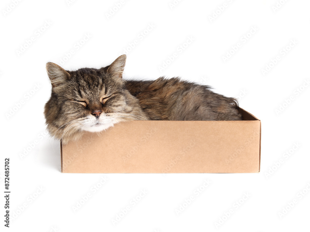 Isolated cat in cardboard box. Full body of cute kitty cat sleeping in ...
