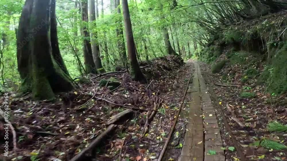 The Jomonsugi, Yakushima, is a giant cedar tree oldest tree. Trekking ...