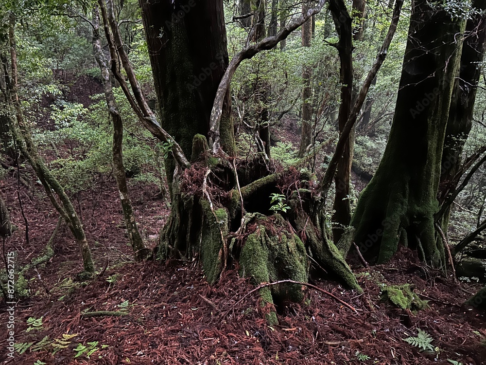 Yakusugi Land is a nature park populated by a number of yakusugi. The ...