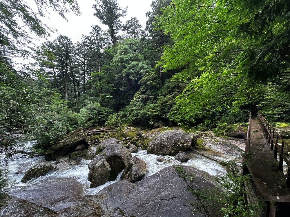 Yakusugi Land is a nature park populated by a number of yakusugi. The ...