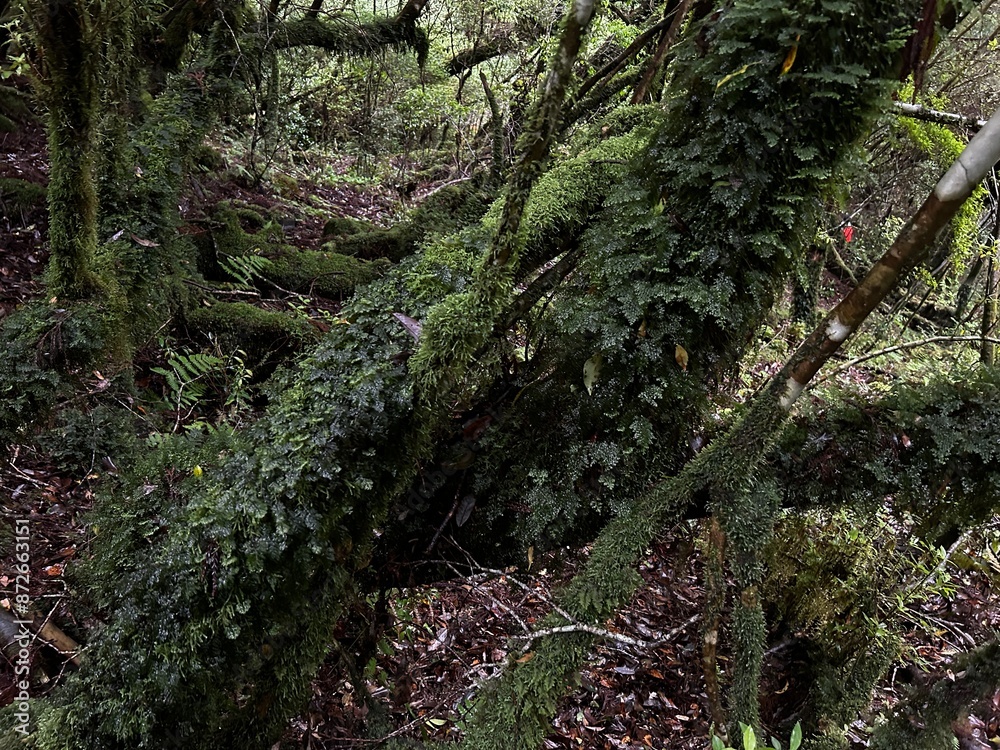 Yakusugi Land is a nature park populated by a number of yakusugi. The ...
