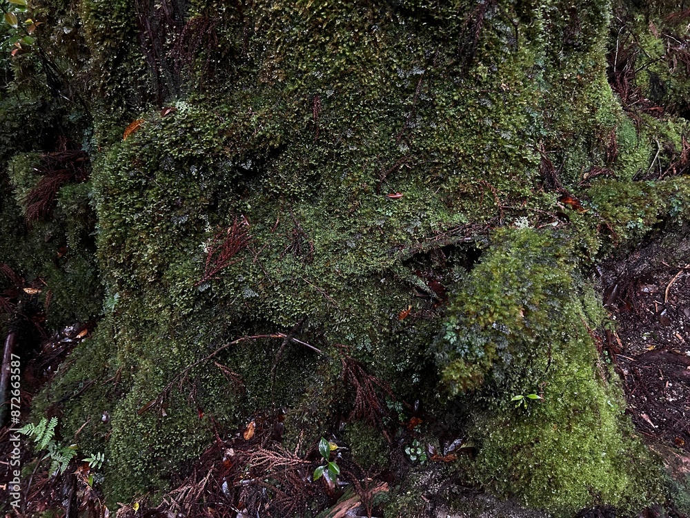 Yakusugi Land is a nature park populated by a number of yakusugi. The ...