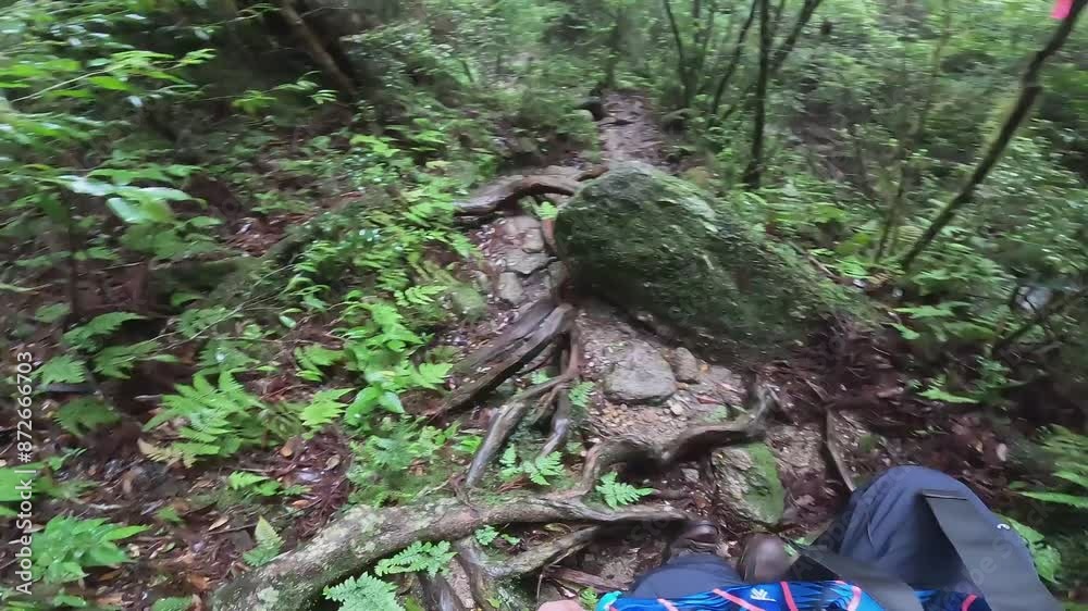 Yakusugi Land is a nature park populated by a number of yakusugi. The ...