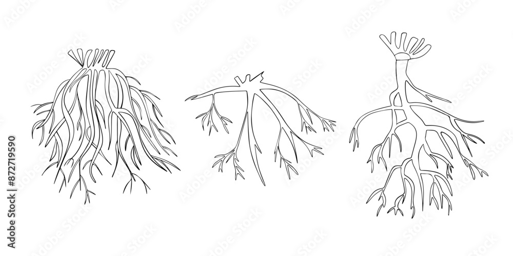 Vector isolated illustration of types of tree root systems. Stock ...
