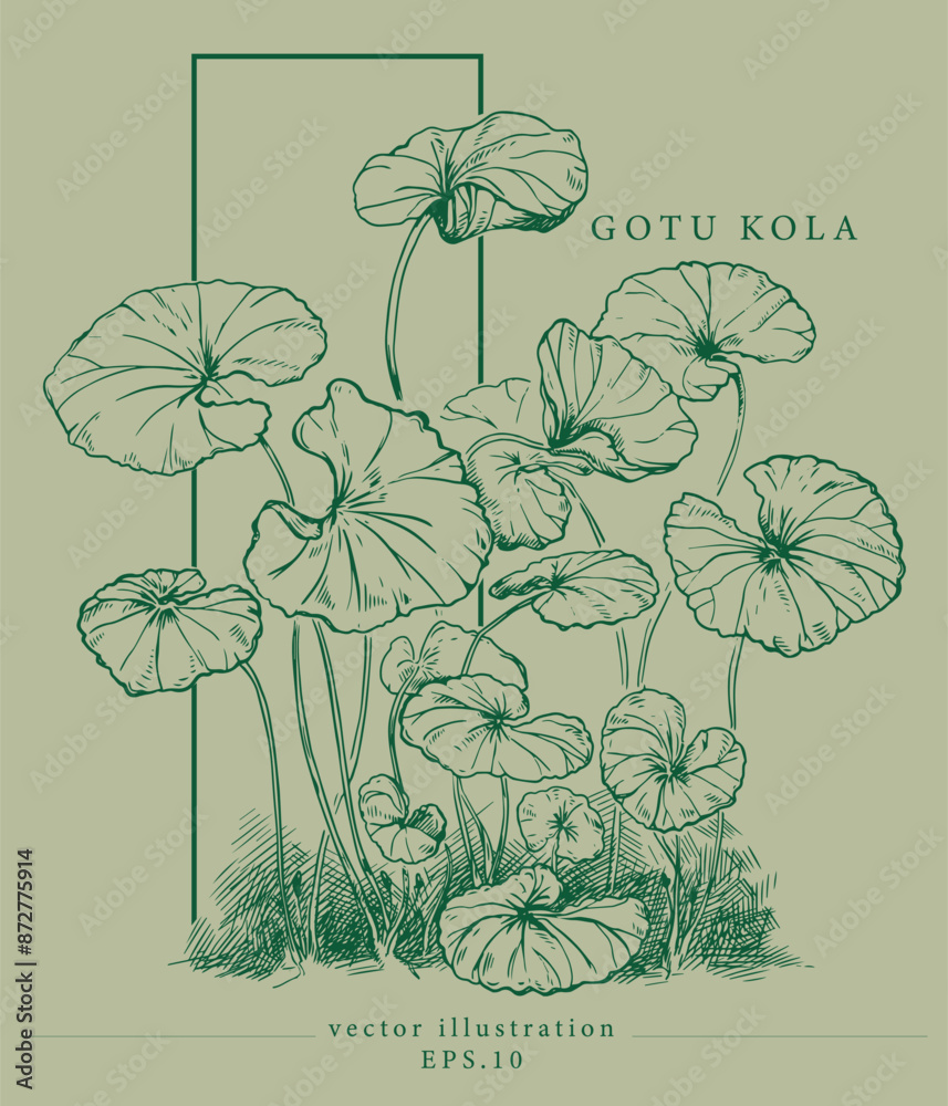 Gotu kola illustration isolated on background. Centella asiatica ...