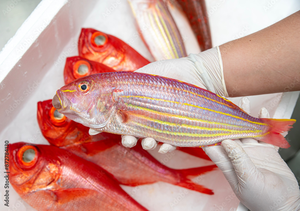 Itoyori fish has yellow stripes or sea bream, a fish from Japan. Used ...