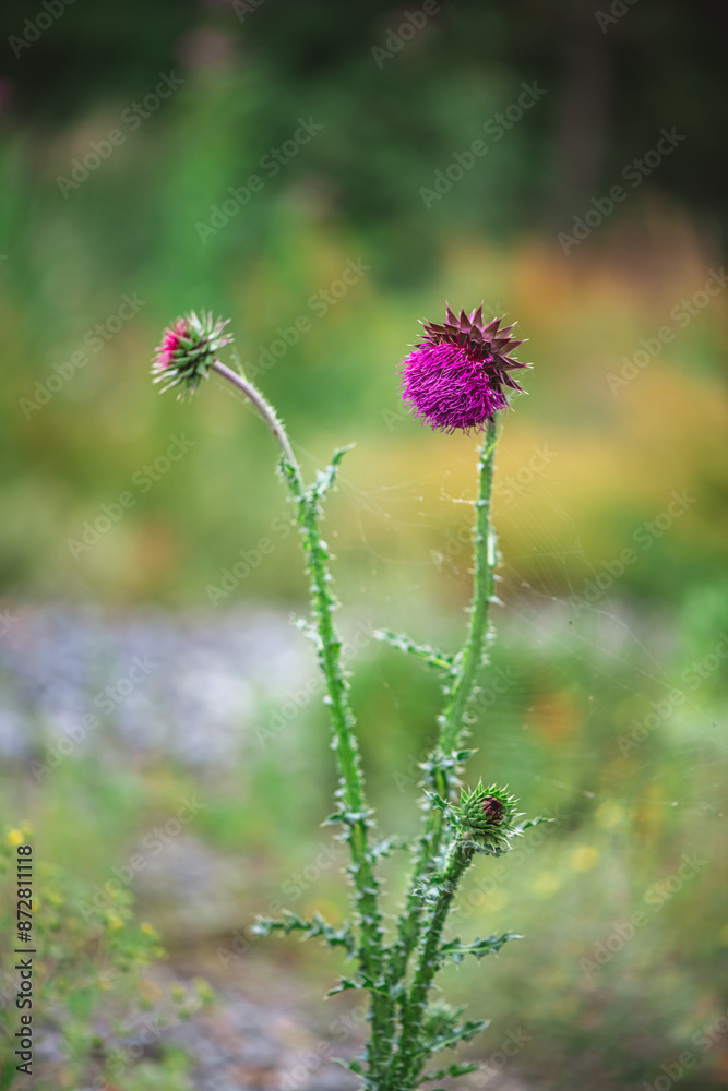 Thistle plant and flower, symbol of Scotland, in China a symbol of ...