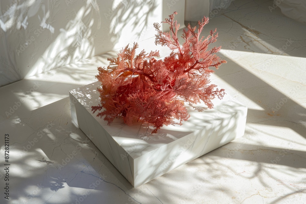 Agar Gelidium from red algae. Red canten on white stone. Clear ...