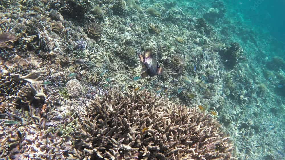 Titan triggerfish (Balistoides viridescens) swims over a vibrant coral ...