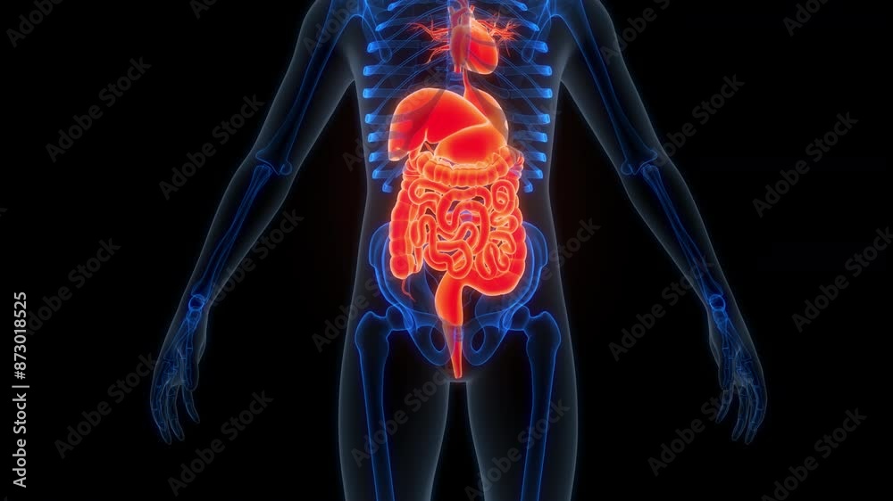 Human Internal Organs Heart with Digestive System Heart Anatomy ...