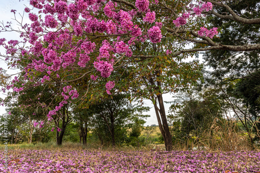 Pink Ipe with scientific name Handroanthus heptaphyllus in Brazil ...