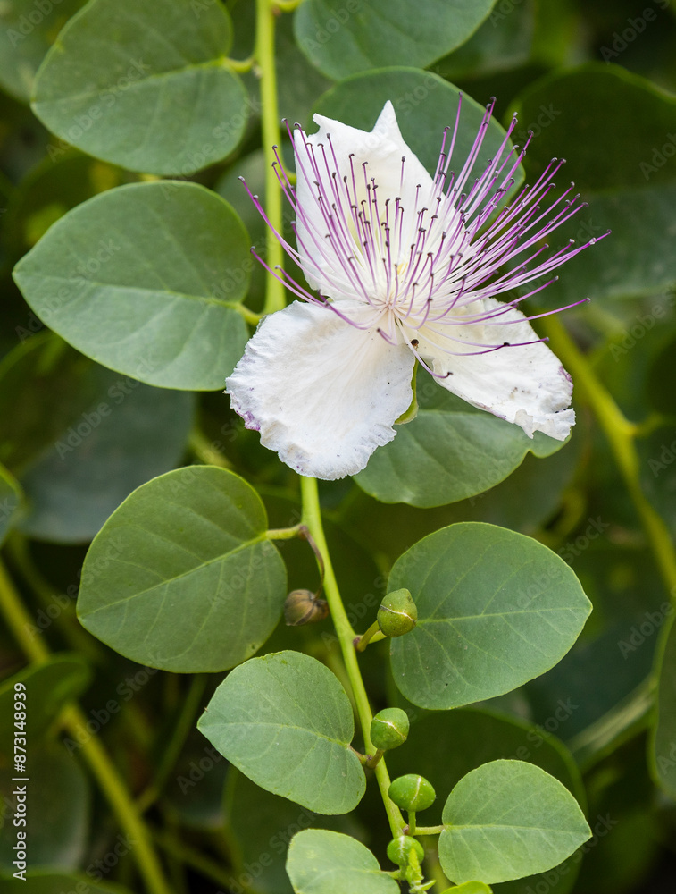 Foto de Capparis spinosa subsp. rupestris the caper bush, also called ...