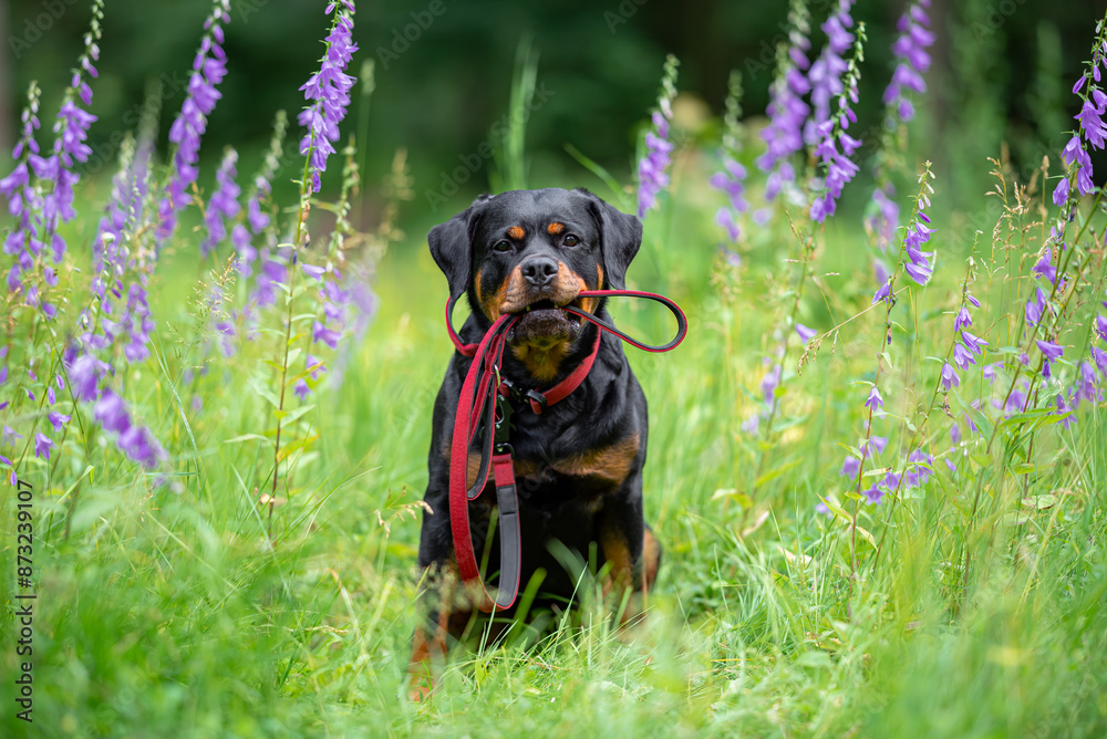 Beautiful purebred rottweiler in red collar holding leash in the mouth ...