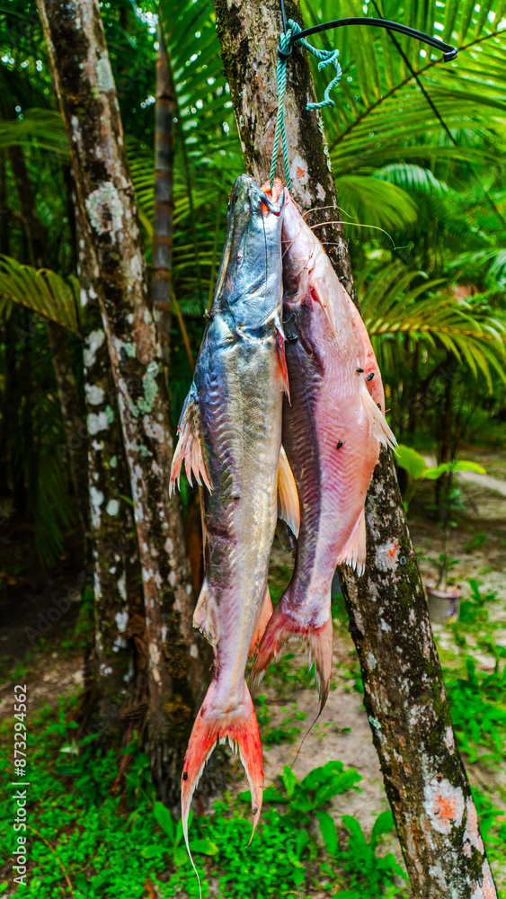 Peixes Pescados Ilha Marajó Amazônia Pará Brasil Espécies de Água Doce ...