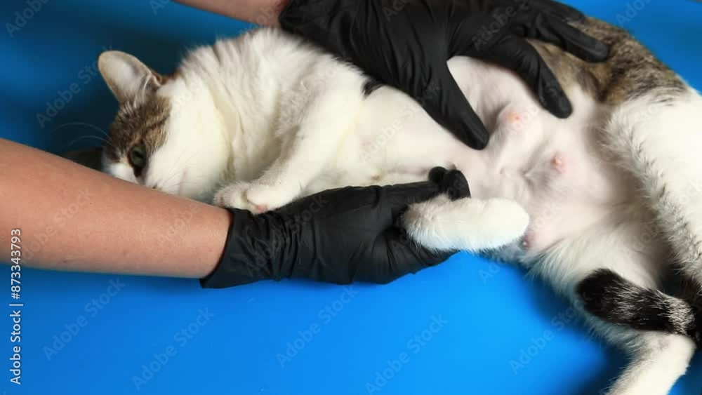 Mastitis in a cat. A doctor examines a cat’s mammary gland, close-up ...
