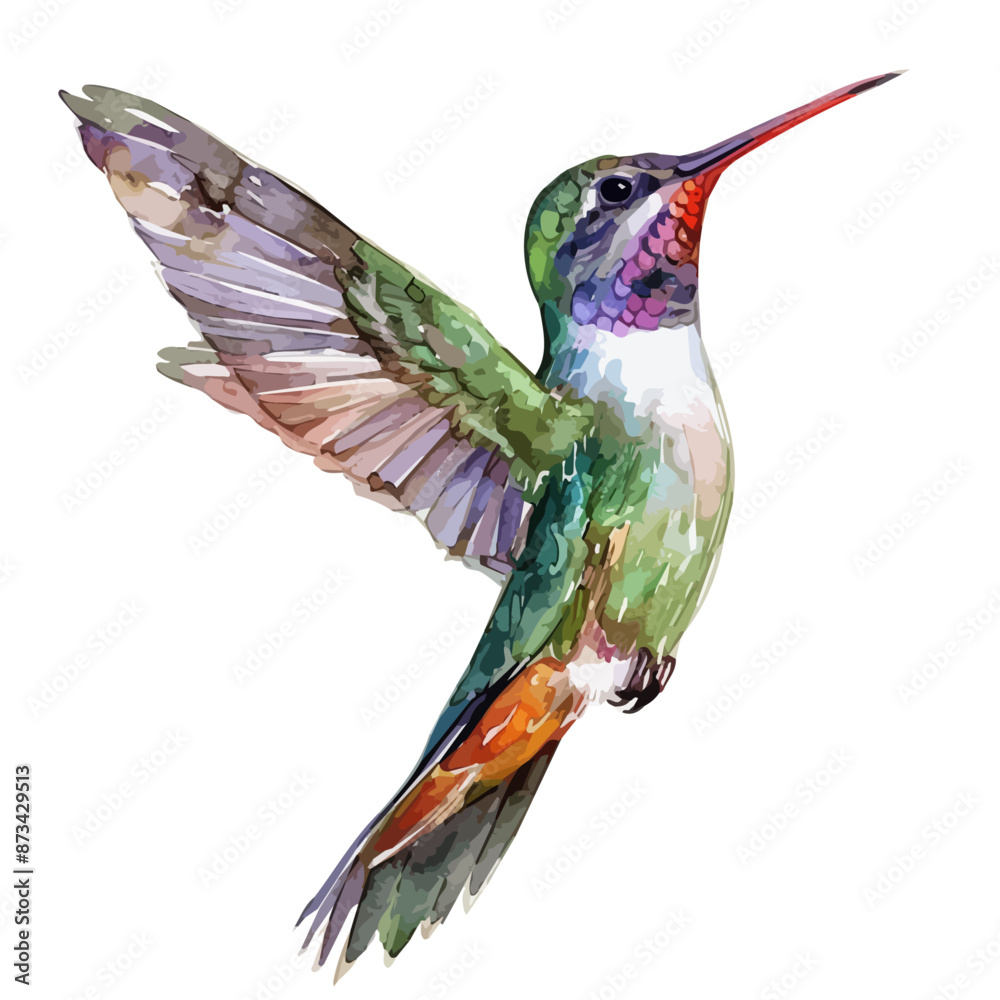 Watercolor of a Hummingbird, isolated on a white background, design art ...