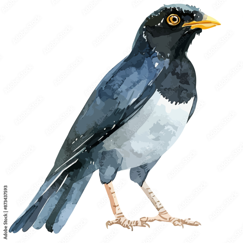 Watercolor of a Mynah bird, isolated on a white background, Mynah ...