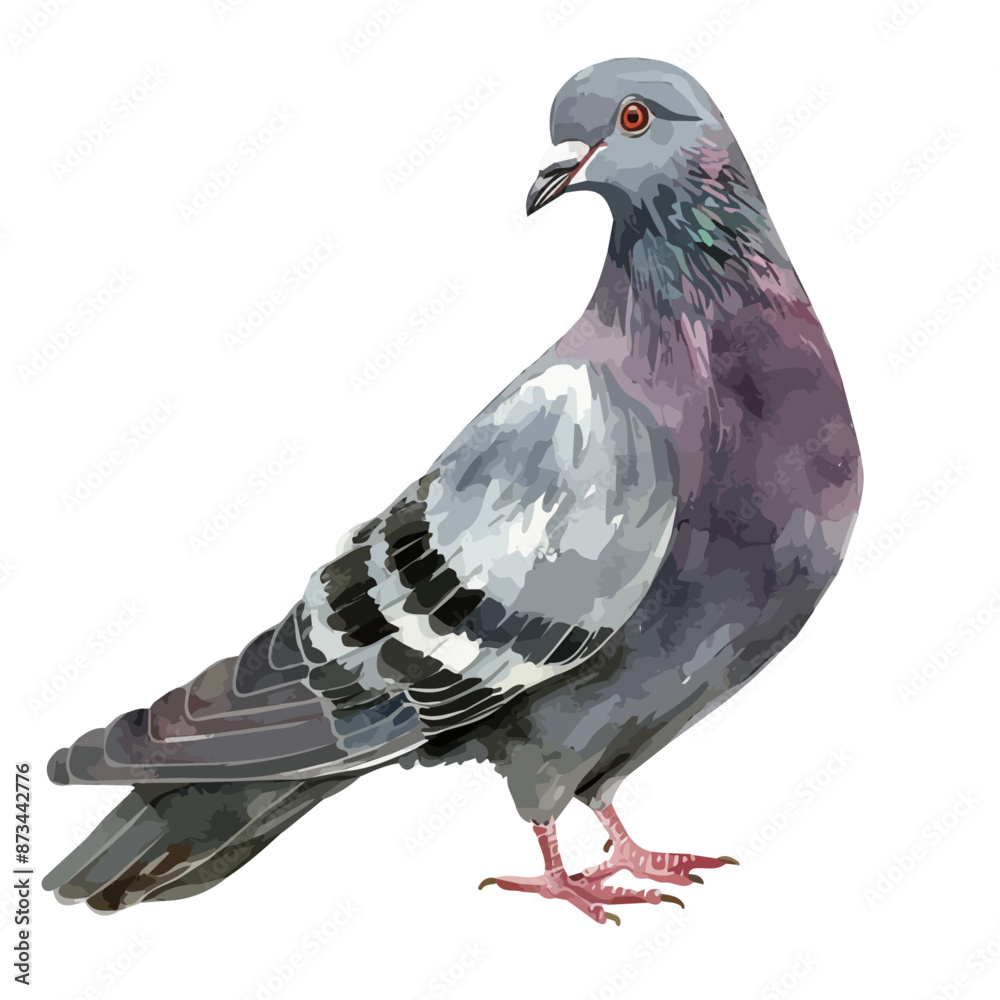 Watercolor Vector painting of a Pigeon, isolated on a white background ...