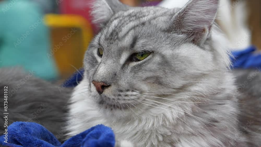 Gray Maine Coon - large domesticated cat breed, one of oldest natural ...