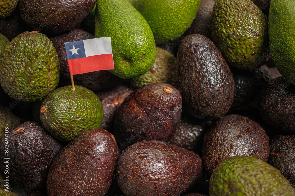 Chilean Hass Paltas, close-up view showing Hass paltas with a Chilean ...