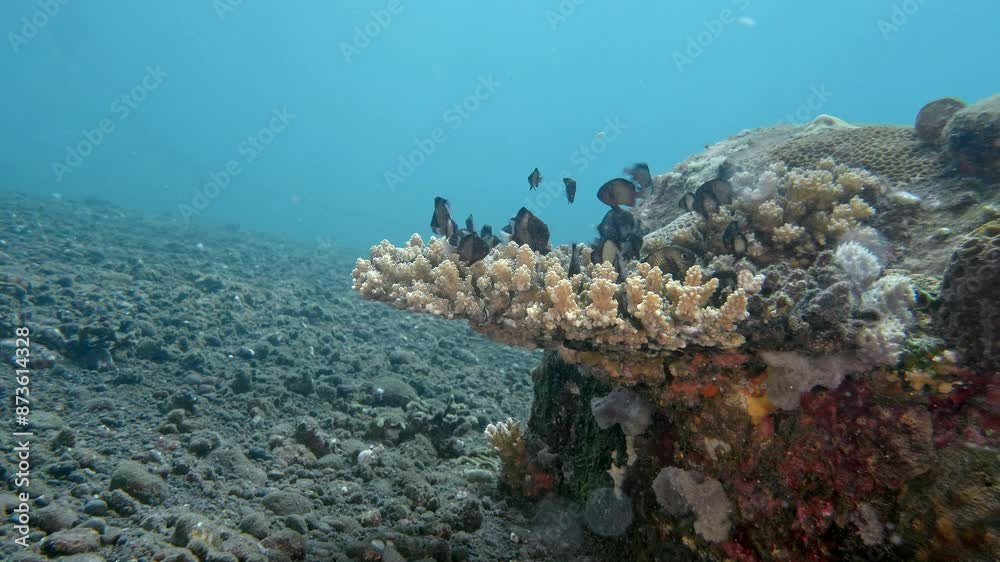 Small fish hide among the branches of a hard coral growing on a large ...