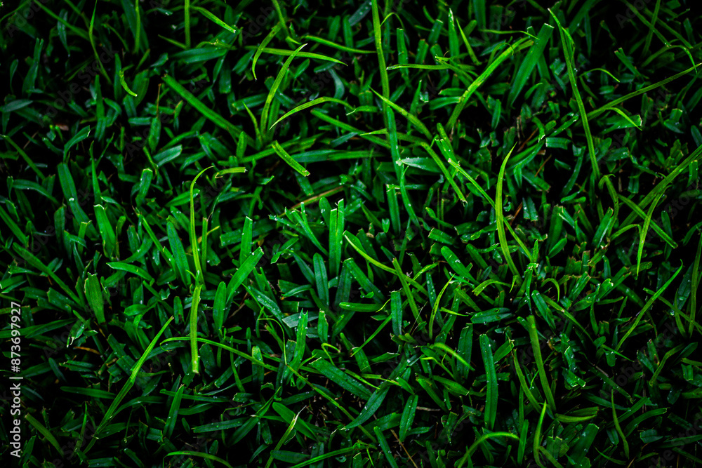 Green grass texture for background. dark colors, dark border vignettes ...
