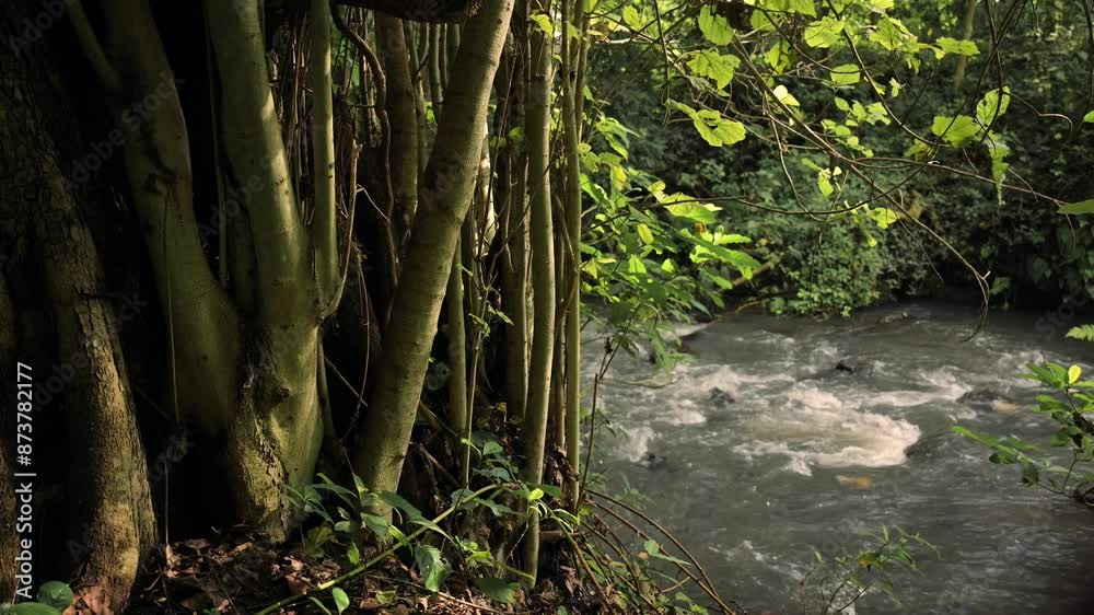 Flowing River in Tropical Forest Scenery in Africa, Lush Greenery ...