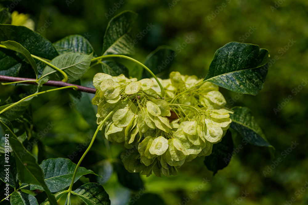 Common hoptree (Ptelea trifoliata) commonly known as wafer ash ...