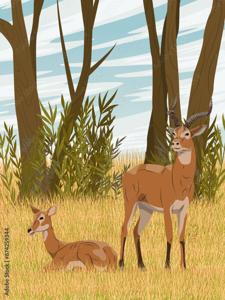 Pair of African antelope kob in the savannah with tall dry grass. Wild ...