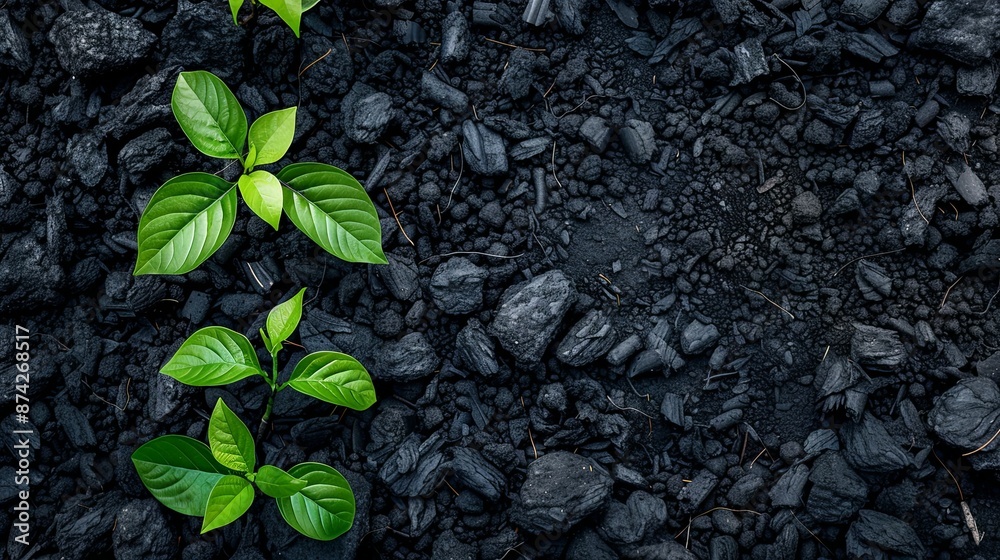Top view of Green leaves on fresh black soil with mulch for gardening ...