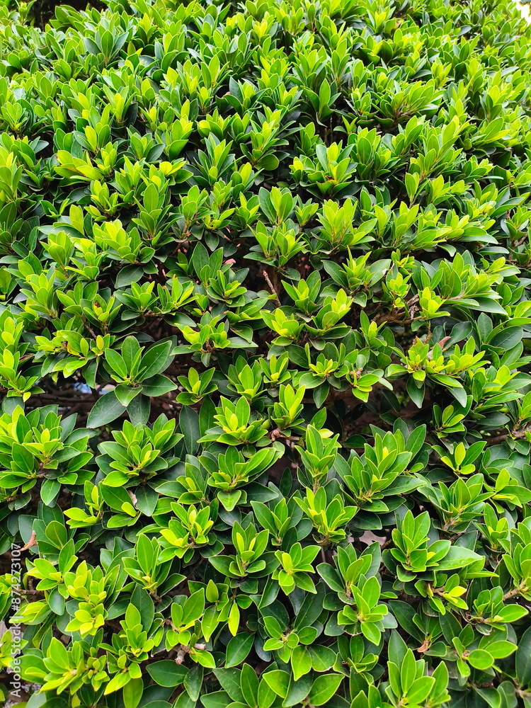 Tree in the fig family Moraceae. Ficus microcarpa, Chinese banyan ...